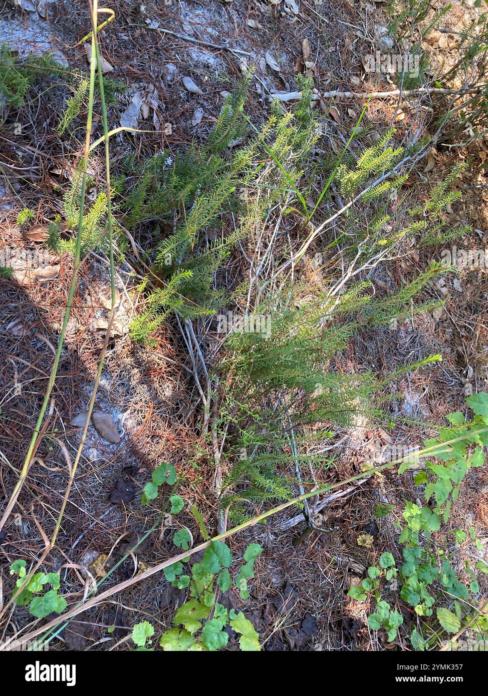 Florida rosemary (Ceratiola ericoides Stock Photo - Alamy