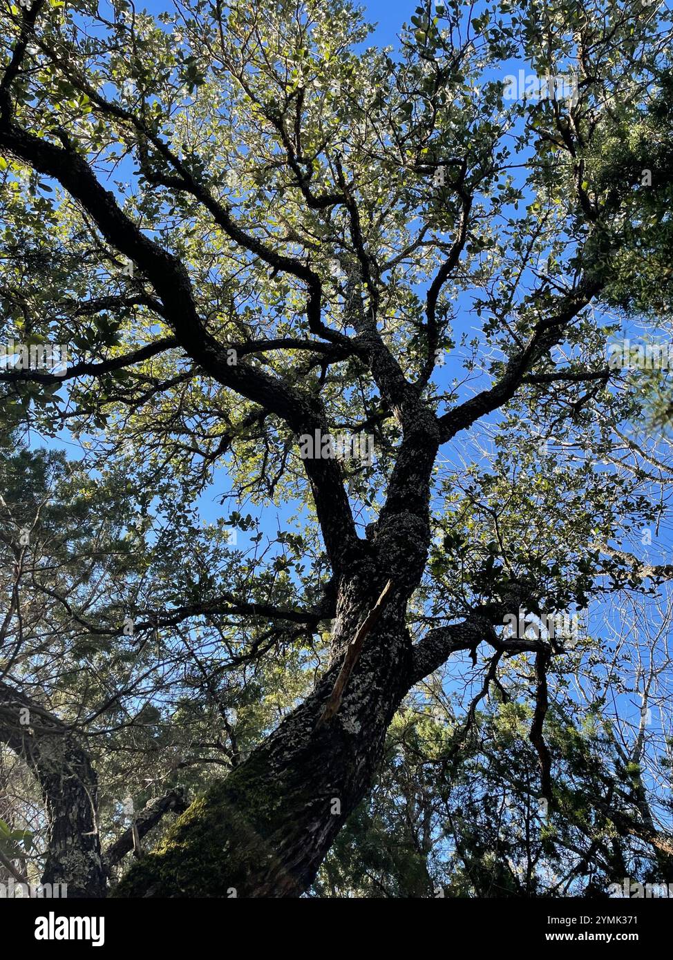 Texas live oak (Quercus fusiformis Stock Photo - Alamy