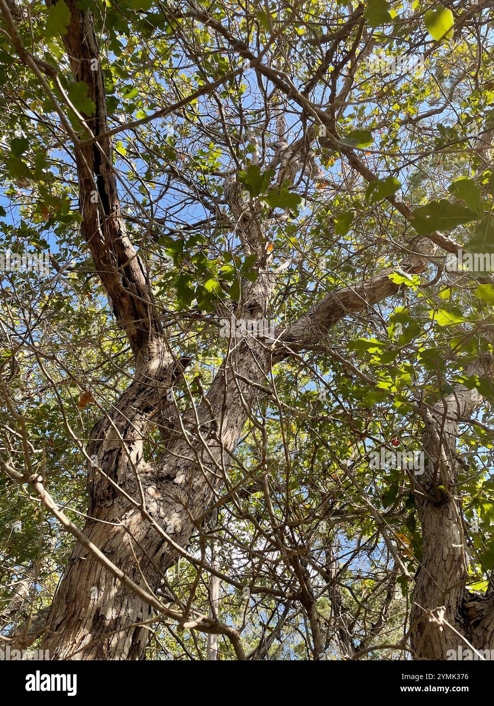 Shin oak hi-res stock photography and images - Alamy