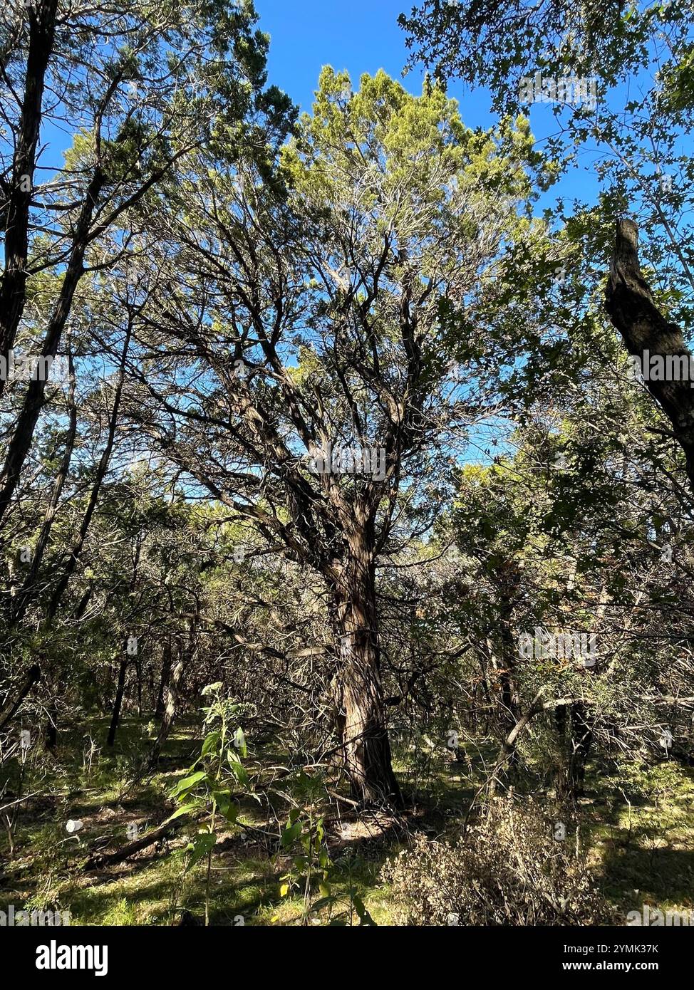 Ashe juniper (Juniperus ashei Stock Photo - Alamy