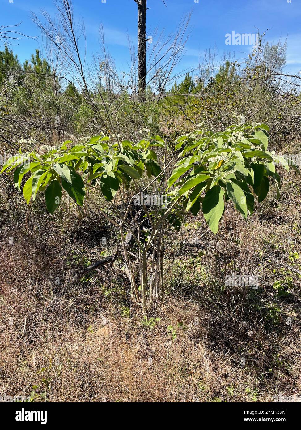 potato tree (Solanum erianthum Stock Photo - Alamy