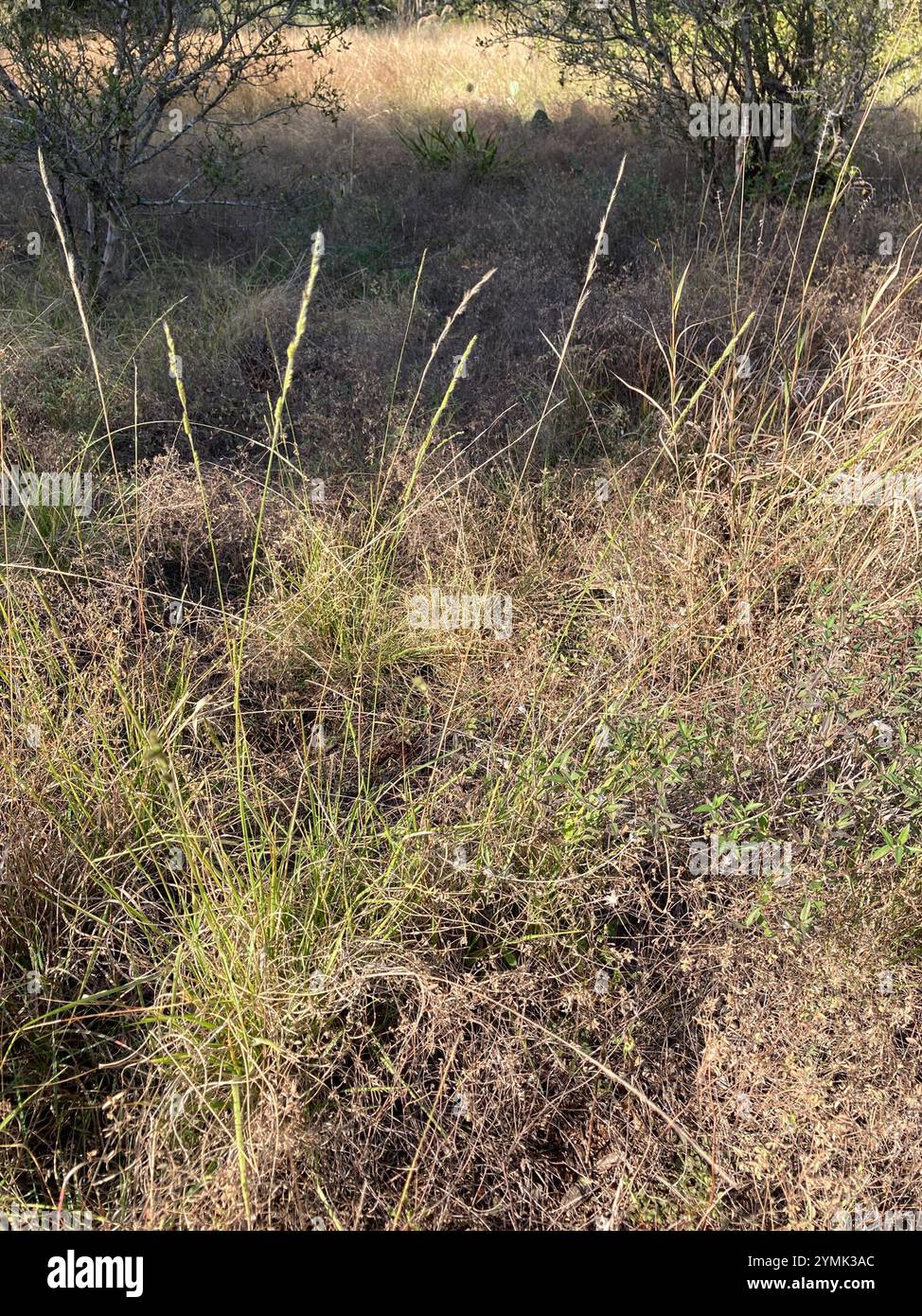 Texas cup grass (Eriochloa sericea Stock Photo - Alamy