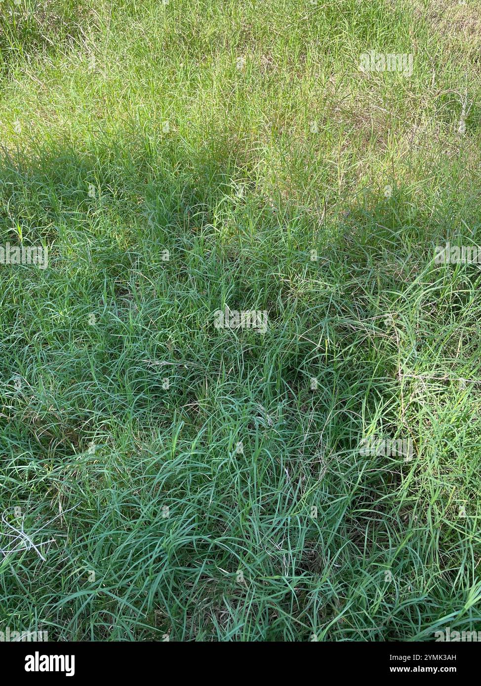 Bermuda grass (Cynodon dactylon Stock Photo - Alamy