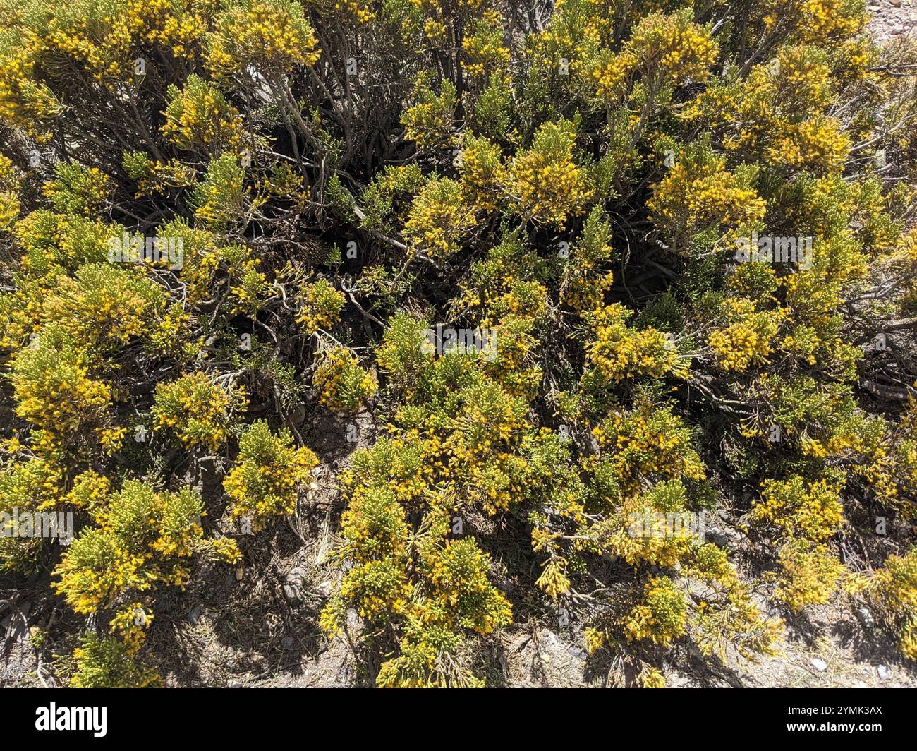 Parastrephia quadrangularis hi-res stock photography and images - Alamy