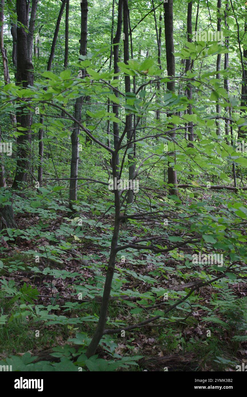 eastern leatherwood (Dirca palustris Stock Photo - Alamy