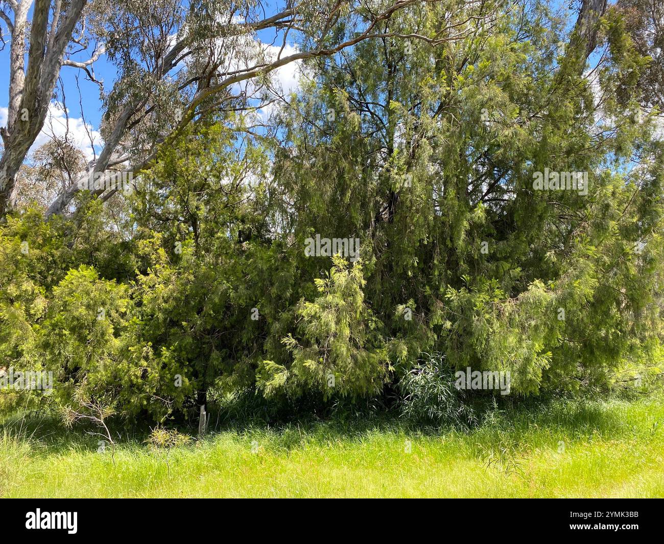 Exocarpos cupressiformis hi-res stock photography and images - Alamy