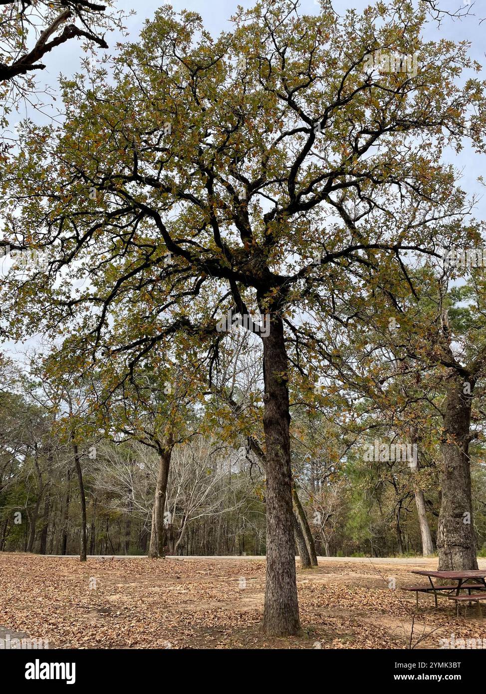 post oak (Quercus stellata Stock Photo - Alamy