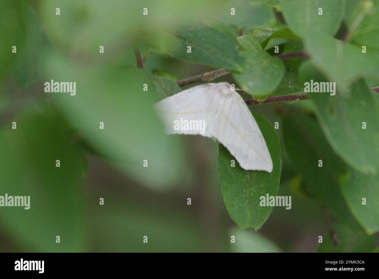 White Slant-line (Tetracis cachexiata Stock Photo - Alamy