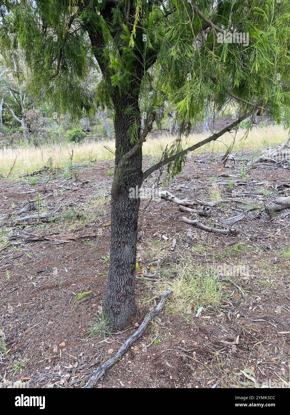 Exocarpos cupressiformis hi-res stock photography and images - Alamy