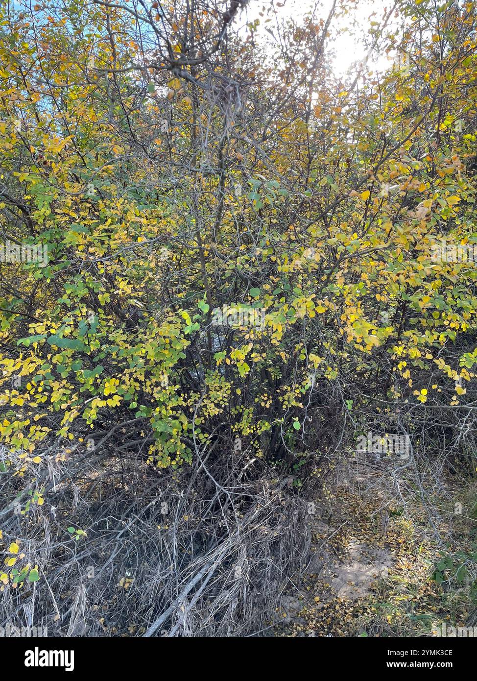 Jerusalem thorn paliurus spina hi-res stock photography and images - Alamy