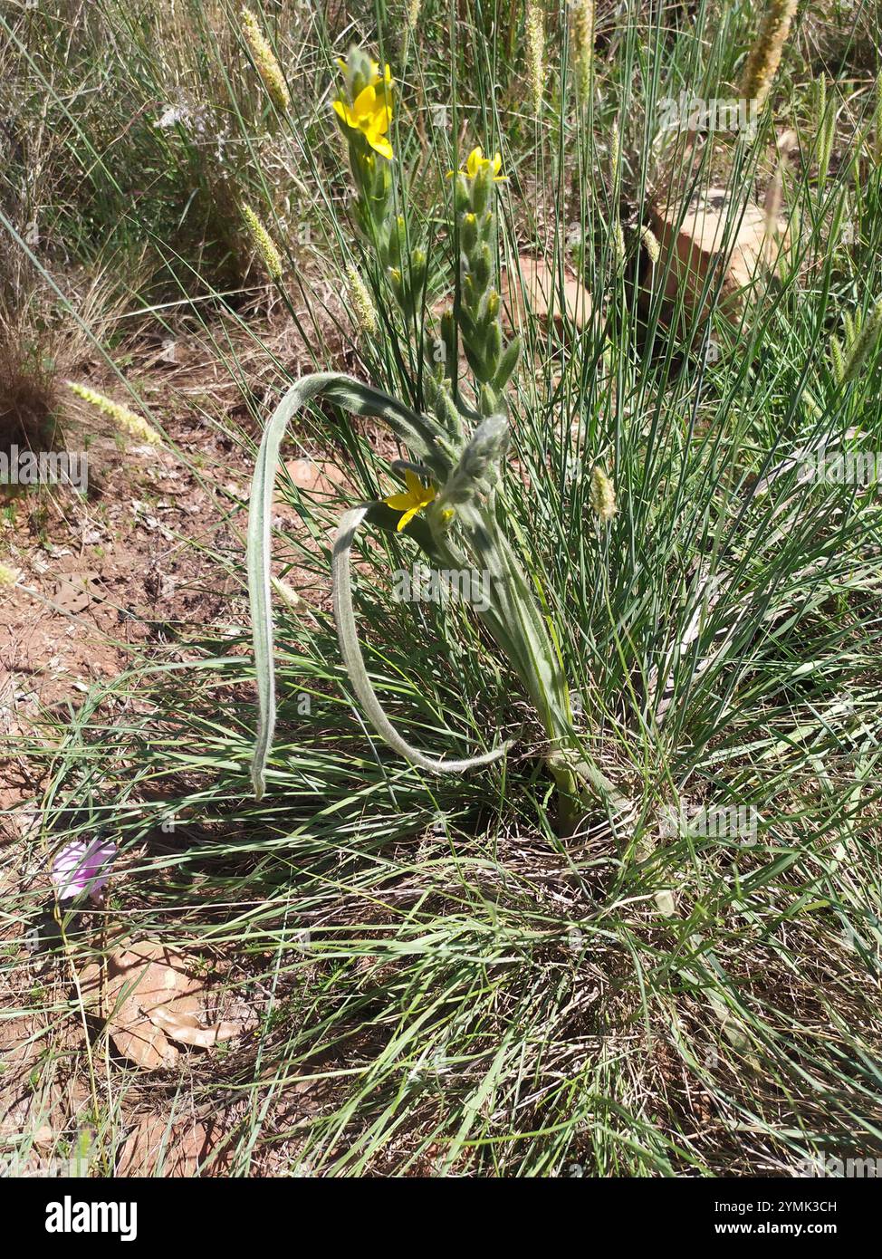 Hypoxis rigidula hi-res stock photography and images - Alamy