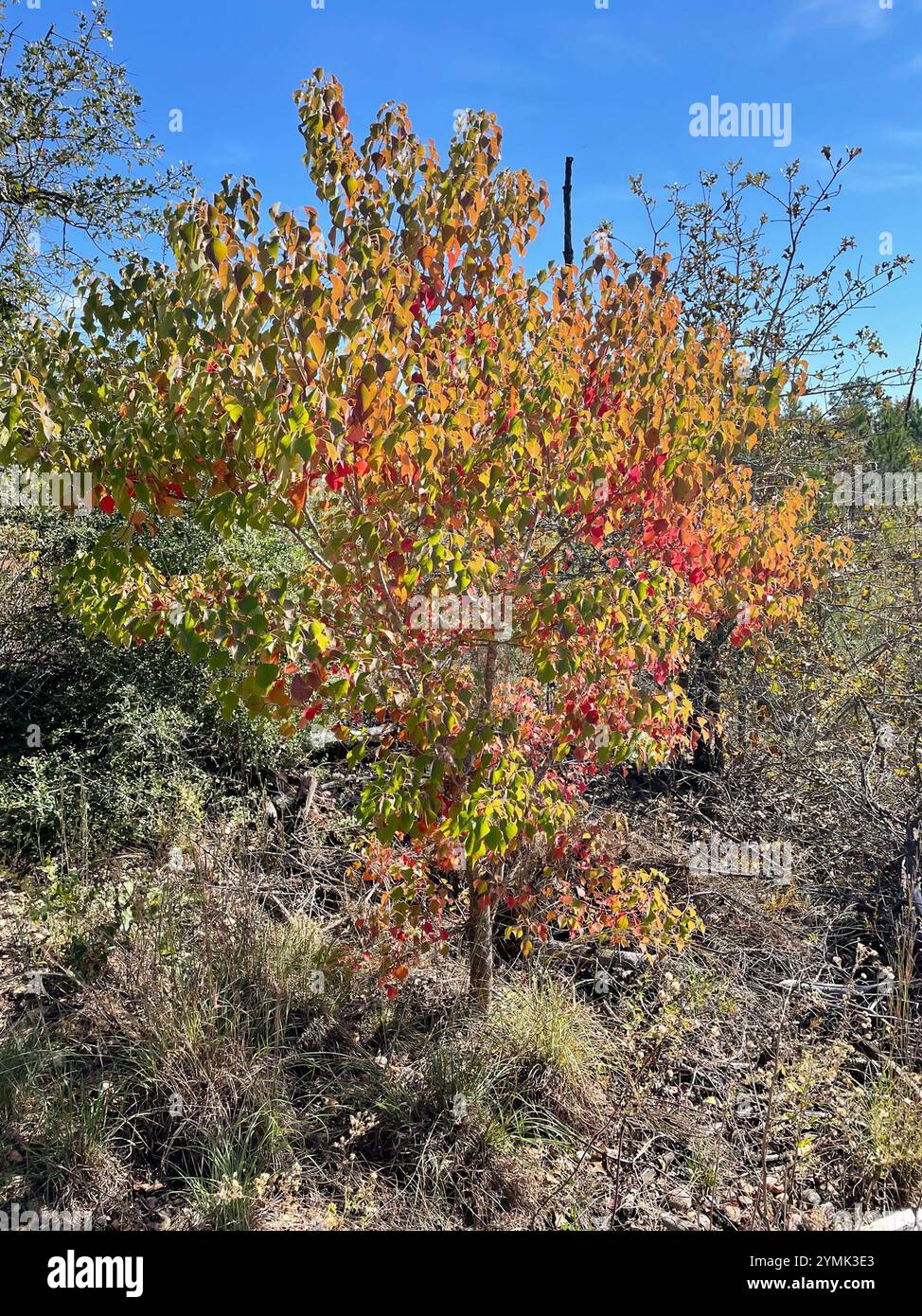 Chinese Tallow (Triadica sebifera Stock Photo - Alamy