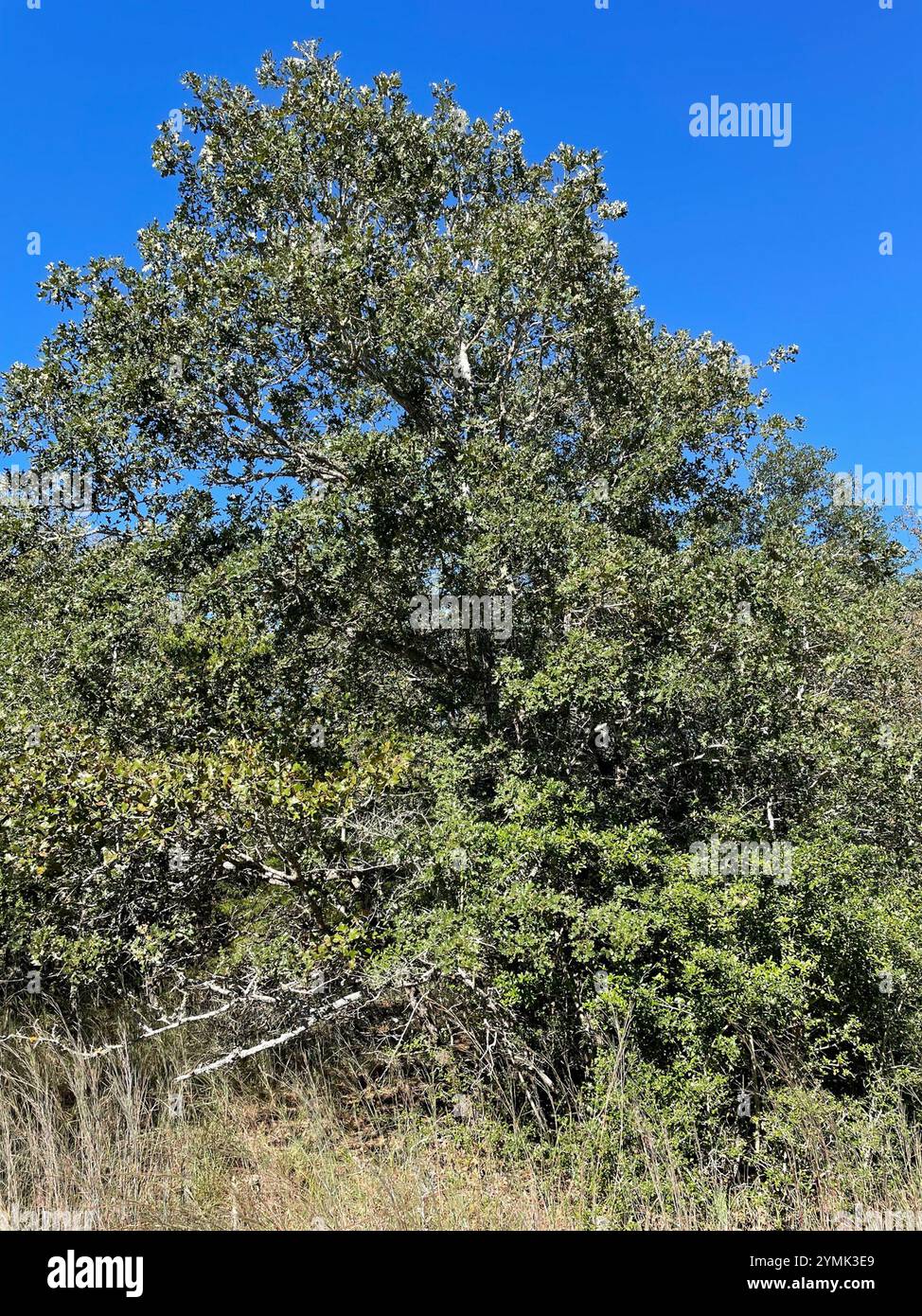 post oak (Quercus stellata Stock Photo - Alamy