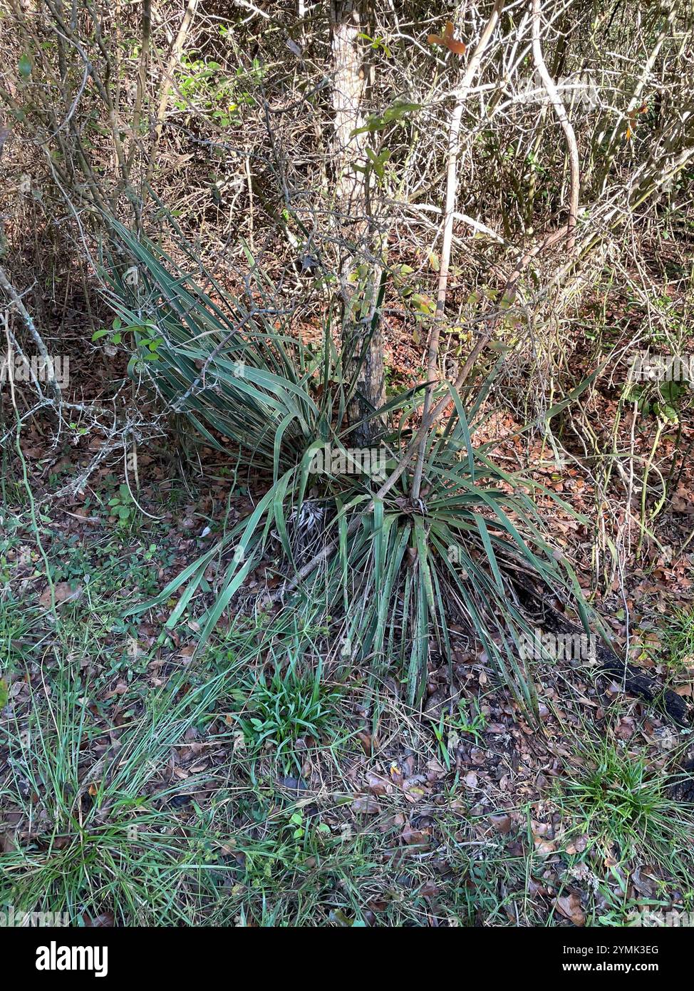 Gulf coast yucca hi-res stock photography and images - Alamy