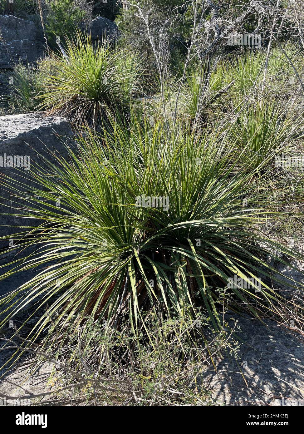 Texas sotol (Dasylirion texanum Stock Photo - Alamy