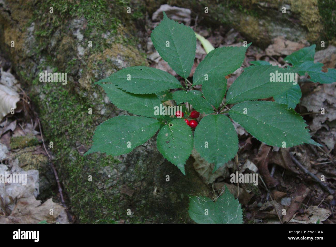 American ginseng (Panax quinquefolius Stock Photo - Alamy