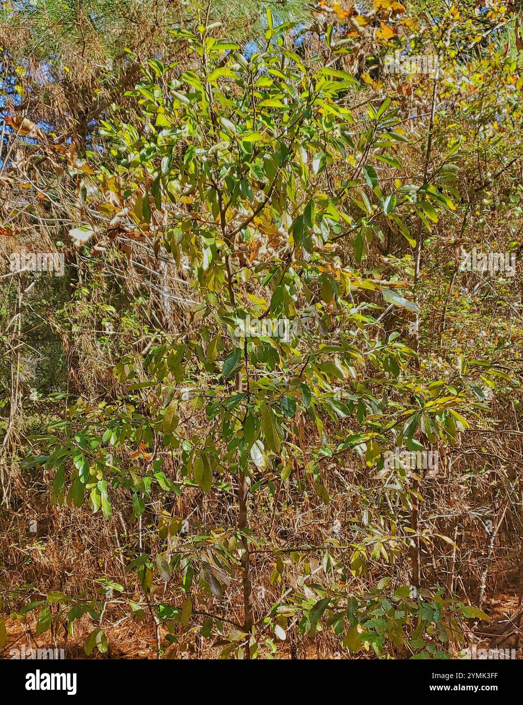 bully trees (Sideroxylon Stock Photo - Alamy