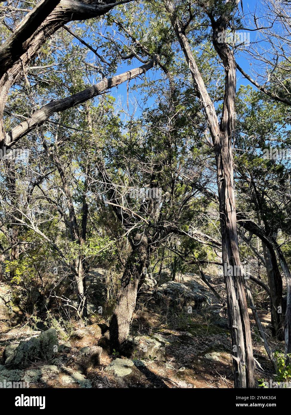 Texas live oak (Quercus fusiformis Stock Photo - Alamy