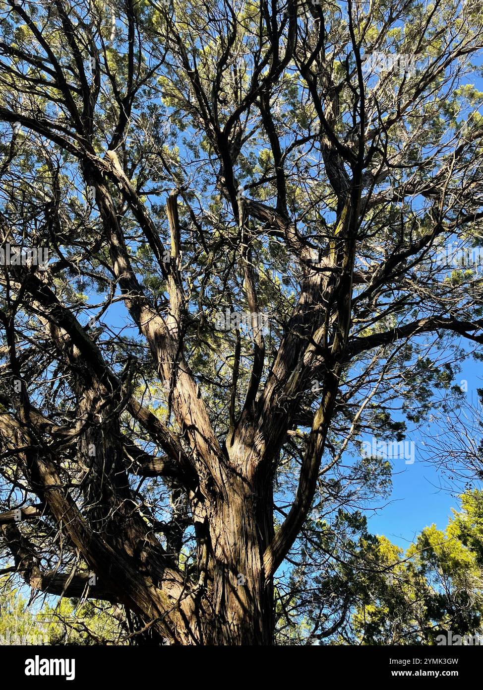 Ashe juniper (Juniperus ashei Stock Photo - Alamy