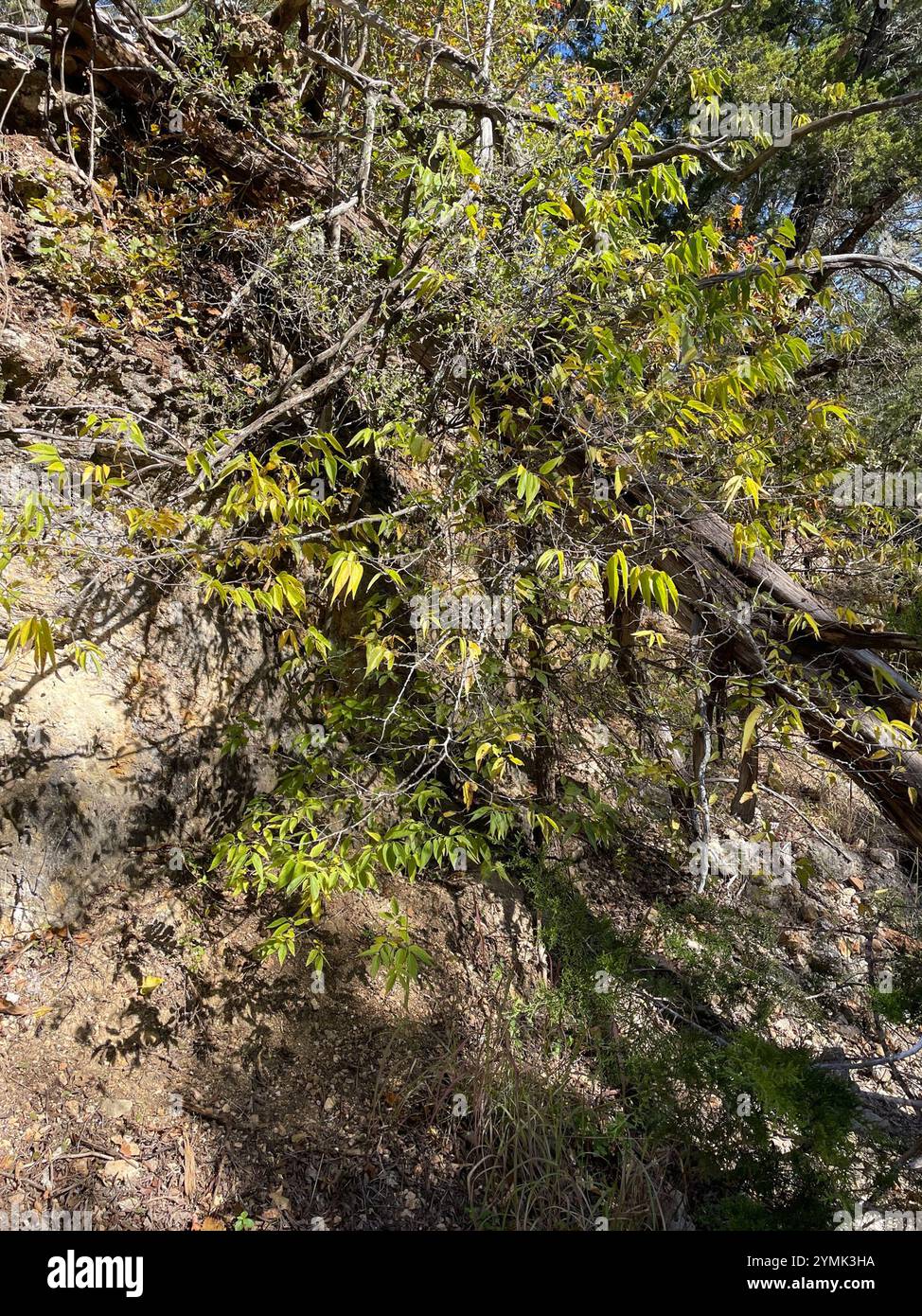 sugar hackberry (Celtis laevigata Stock Photo - Alamy