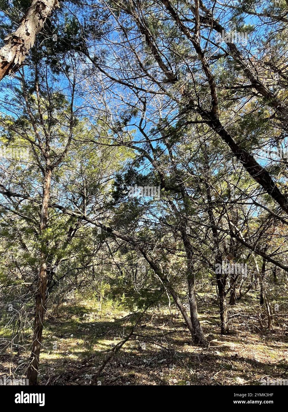 Texas ash (Fraxinus albicans Stock Photo - Alamy