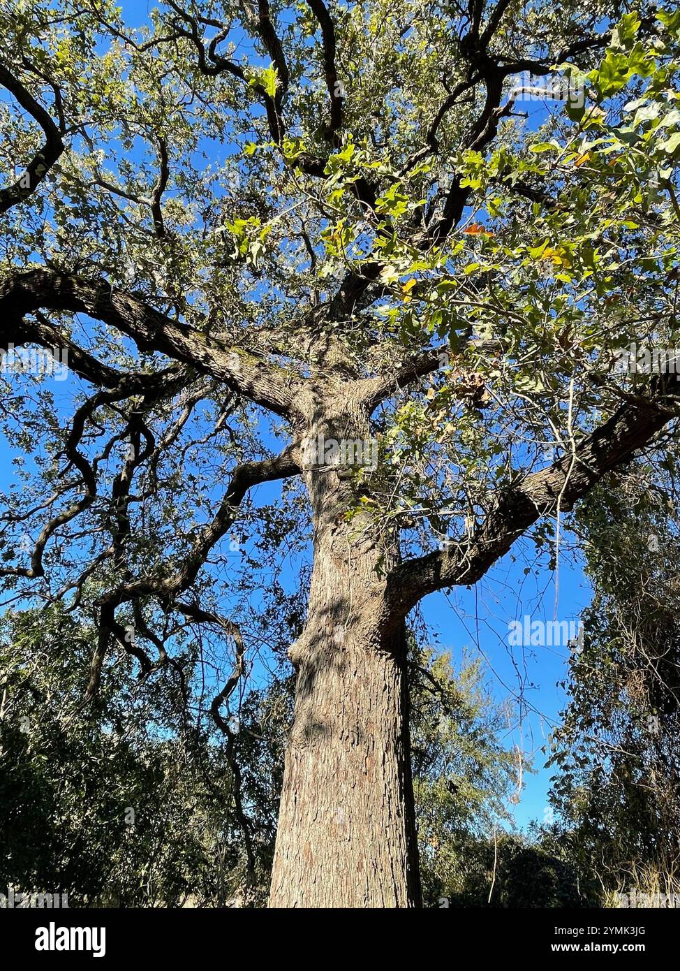 post oak (Quercus stellata Stock Photo - Alamy