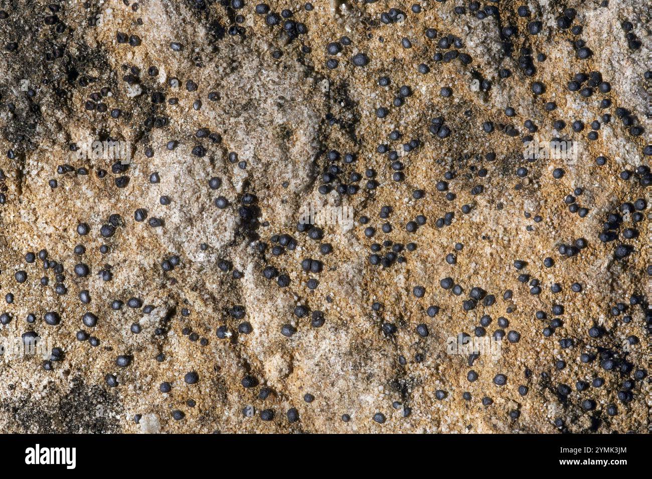 Frosted Grain-spored Lichen (Sarcogyne regularis Stock Photo - Alamy