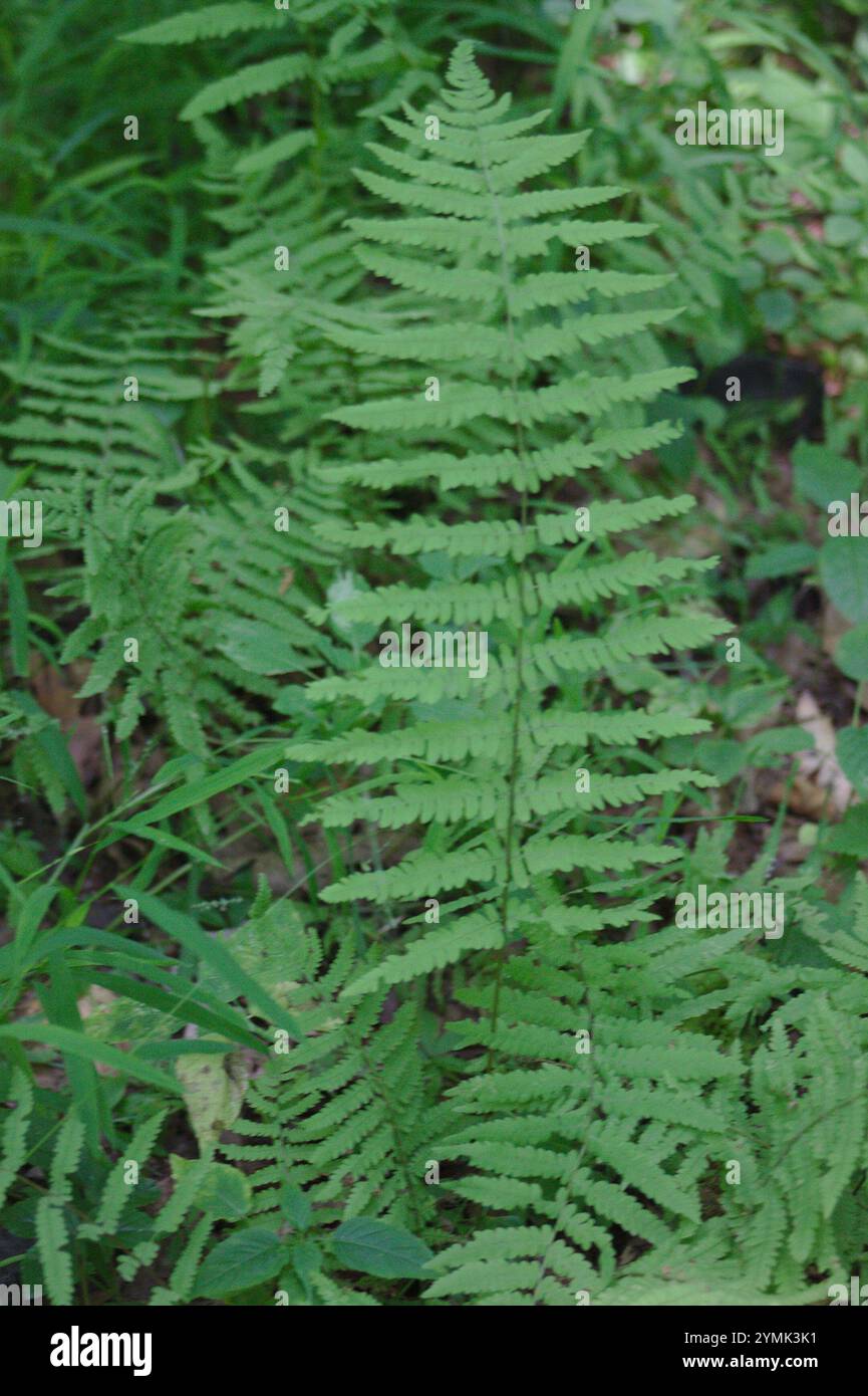 marsh fern (Thelypteris palustris Stock Photo - Alamy