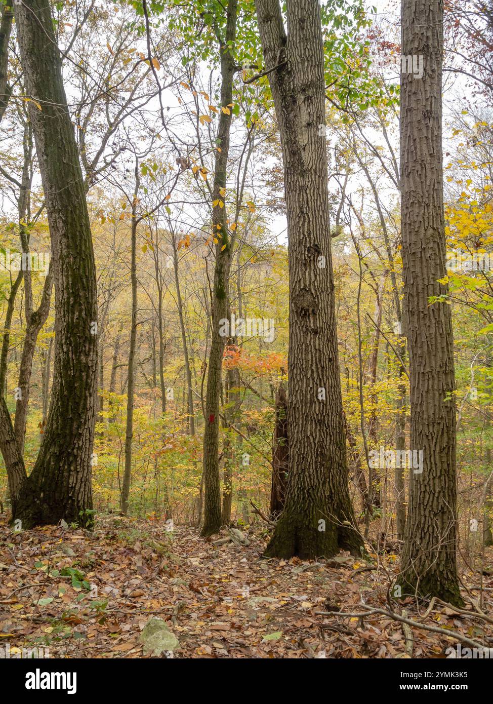 chestnut oak (Quercus montana Stock Photo - Alamy