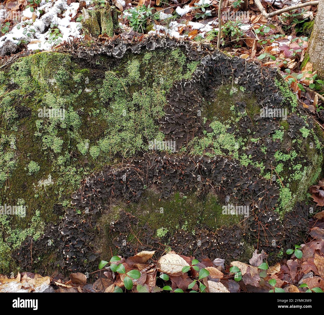 membranous pelt lichen (Peltigera membranacea Stock Photo - Alamy