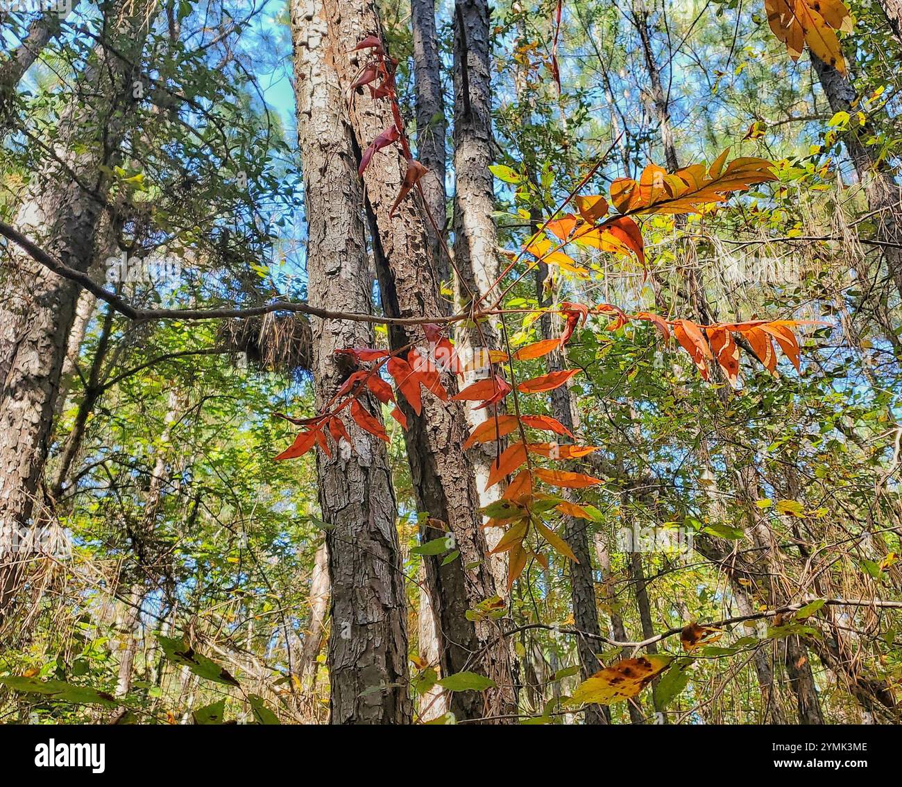 shining sumac (Rhus copallinum Stock Photo - Alamy