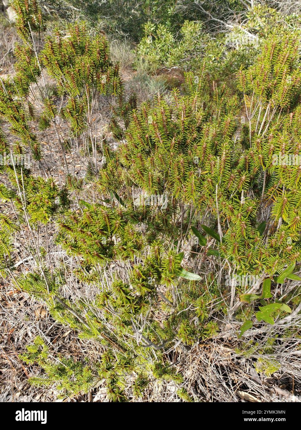 Florida rosemary (Ceratiola ericoides Stock Photo - Alamy