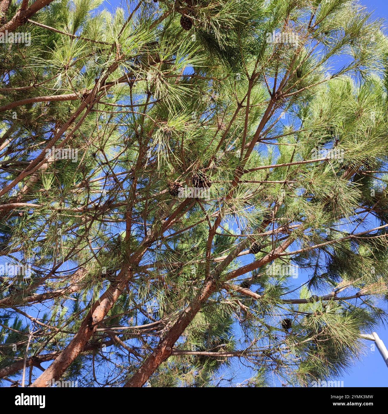 maritime pine (Pinus pinaster Stock Photo - Alamy