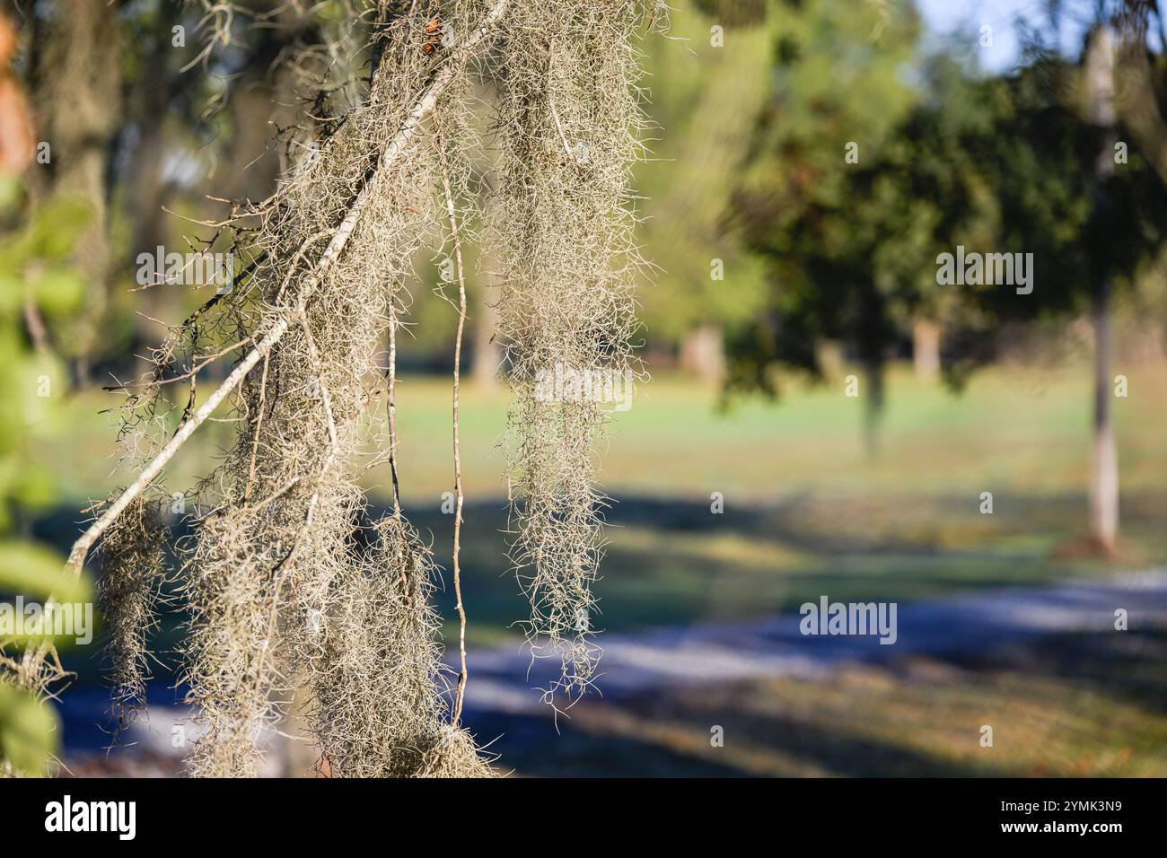 Hanging from oak tree hi-res stock photography and images - Alamy