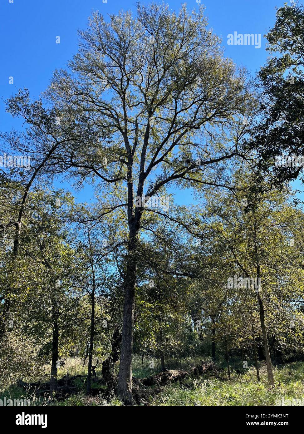 Cedar Elm (Ulmus crassifolia Stock Photo - Alamy