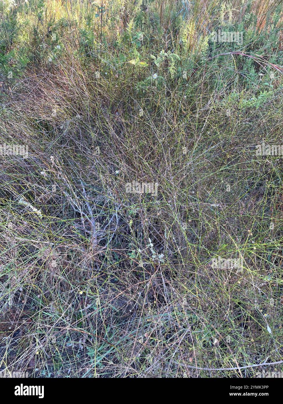 Boltonia diffusa hi-res stock photography and images - Alamy