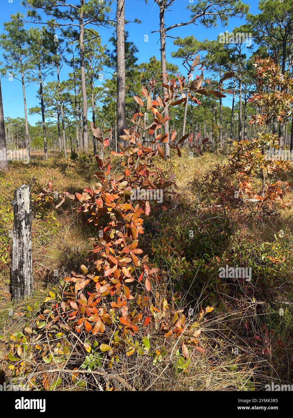 bluejack oak (Quercus incana Stock Photo - Alamy