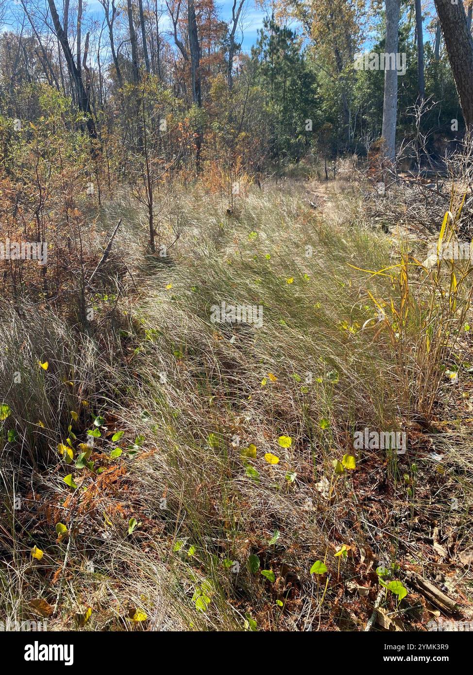 Marsh Hay Cordgrass (Sporobolus pumilus Stock Photo - Alamy