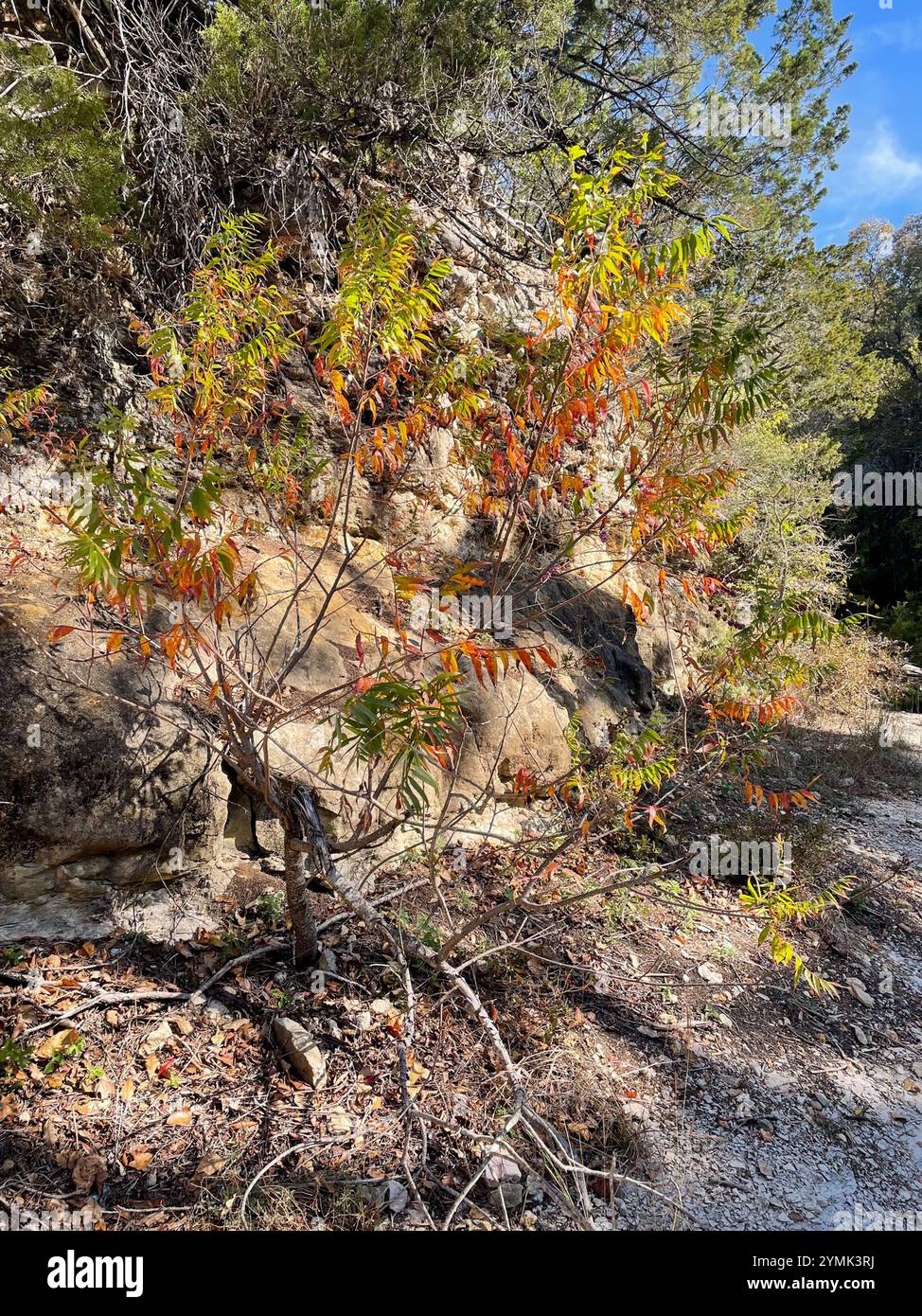 Prairie flameleaf sumac (Rhus lanceolata Stock Photo - Alamy