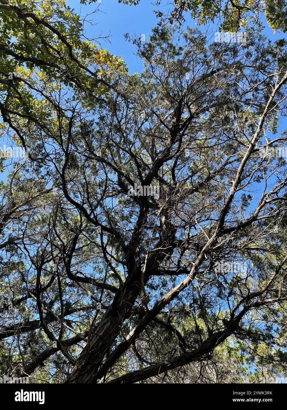 Ashe juniper (Juniperus ashei Stock Photo - Alamy