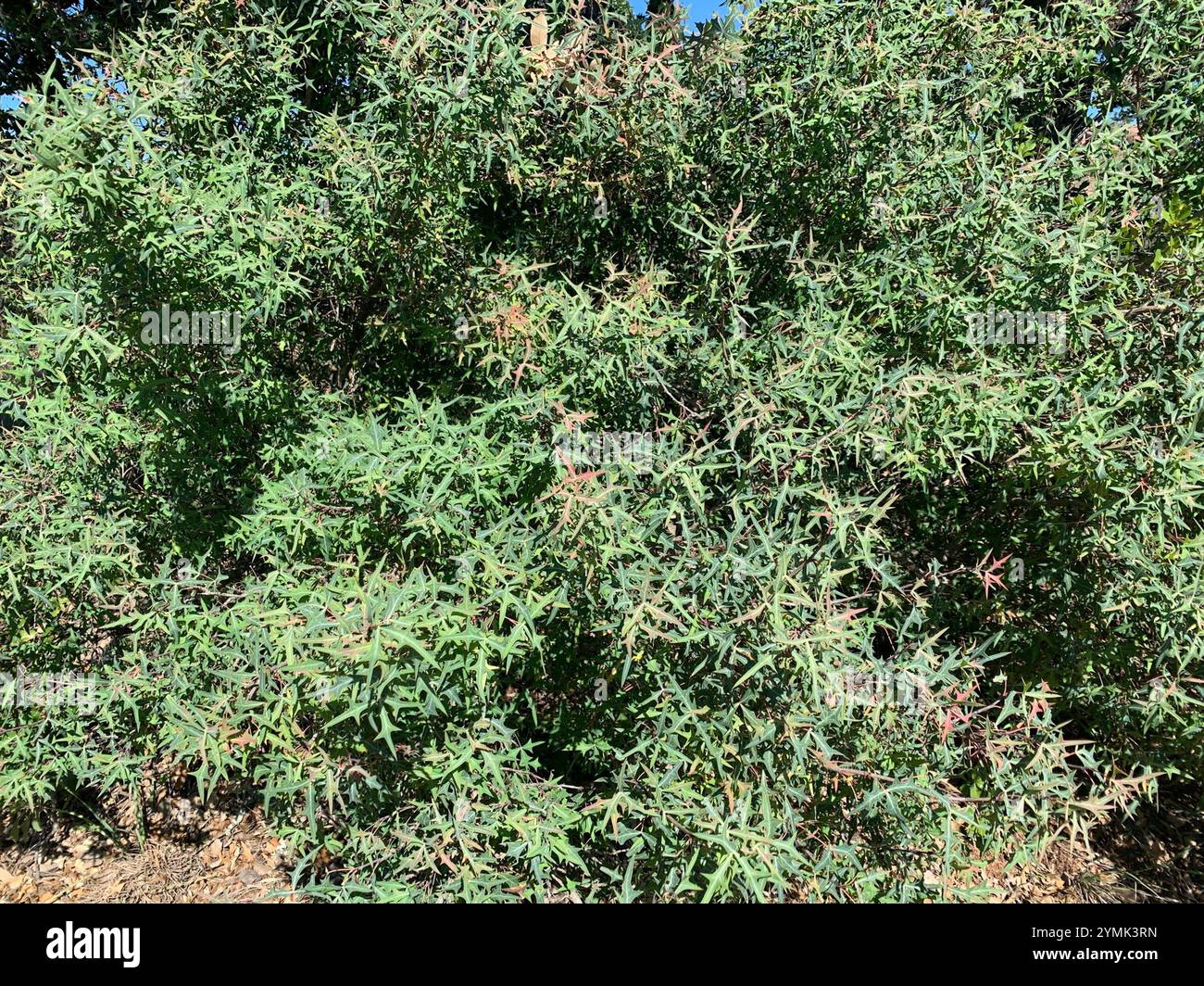 Agarita hi-res stock photography and images - Alamy