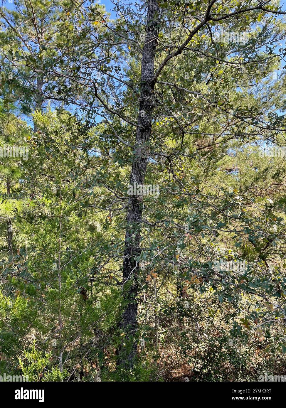 sand post oak (Quercus margaretiae Stock Photo - Alamy
