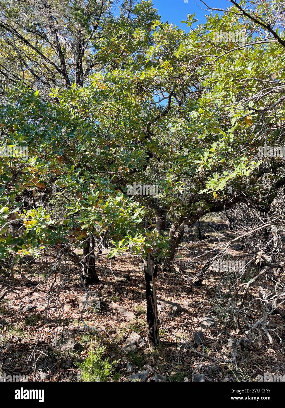 Shin oak hi-res stock photography and images - Alamy