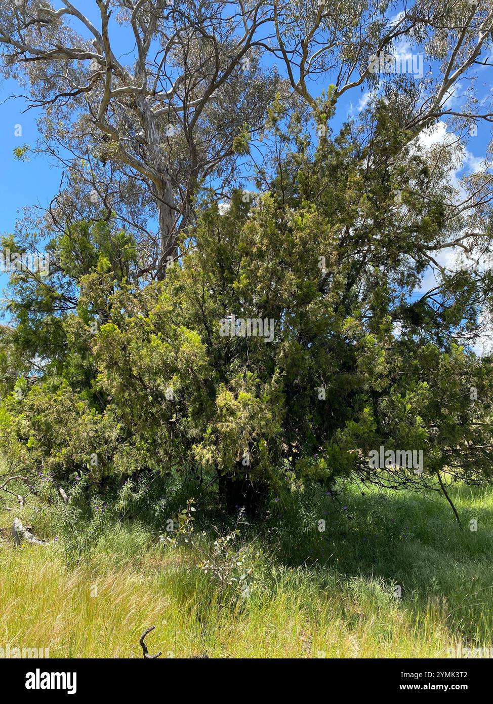 Cherry Ballart (Exocarpos cupressiformis Stock Photo - Alamy