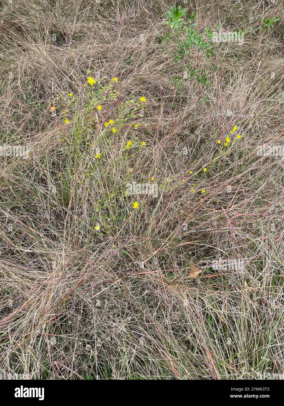 Texas Snakeweed (Gutierrezia texana Stock Photo - Alamy