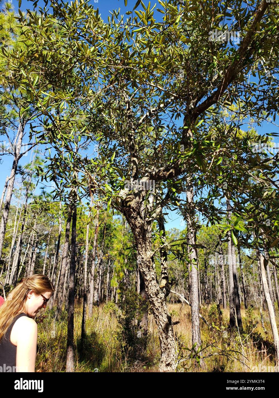 southern live oak (Quercus virginiana Stock Photo - Alamy