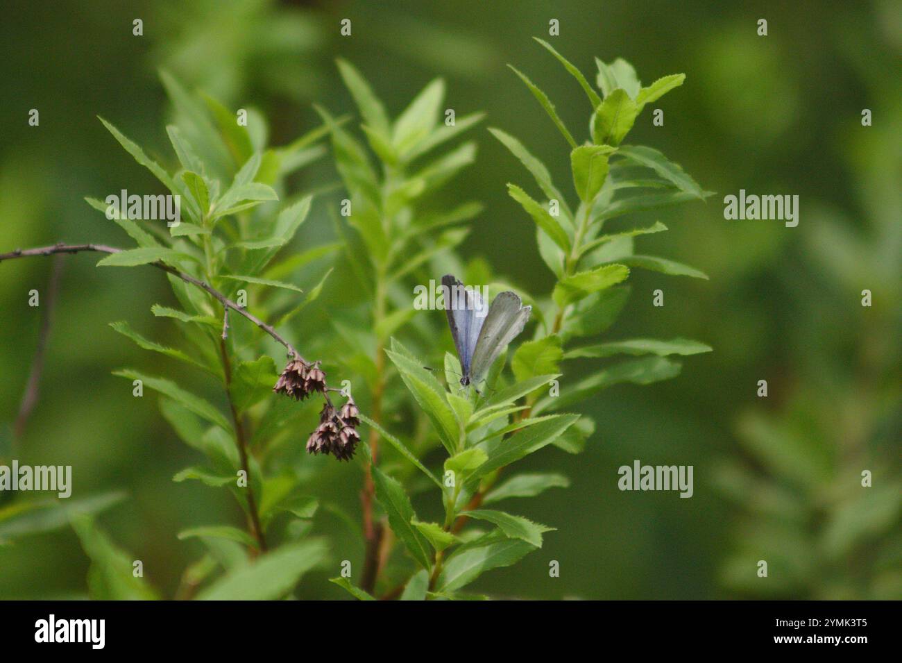 Northern Azure (Celastrina lucia Stock Photo - Alamy