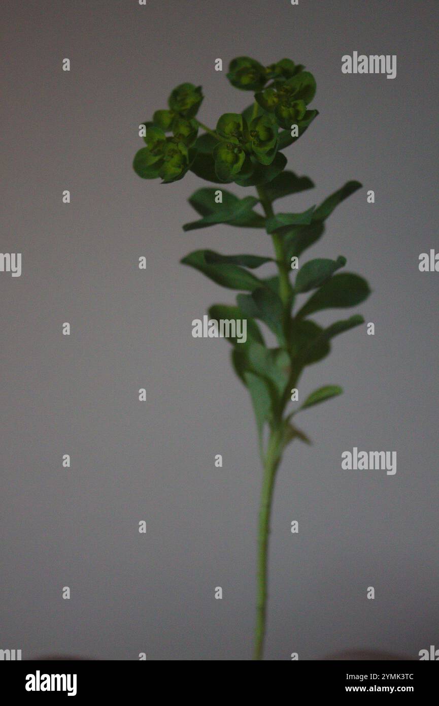 Sun spurge (Euphorbia helioscopia Stock Photo - Alamy