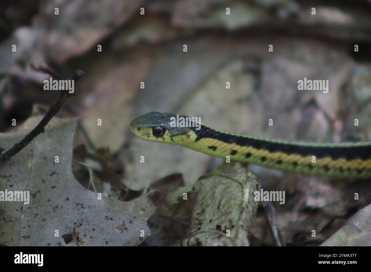 Common Garter Snake (Thamnophis sirtalis Stock Photo - Alamy