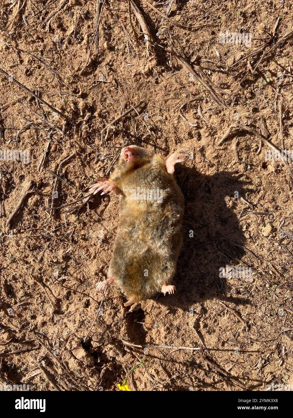 Eastern Mole (Scalopus aquaticus Stock Photo - Alamy